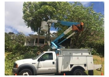 3 Best Tree Services in Honolulu, HI - Expert Recommendations