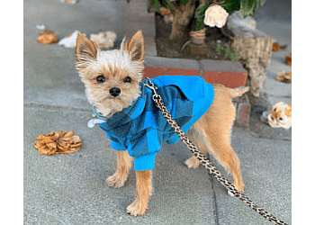 3 Best Dog Walkers in San Francisco, CA - Expert Recommendations