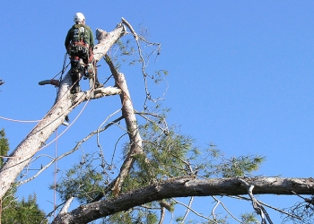 3 Best Tree Services in Eugene, OR - Expert Recommendations