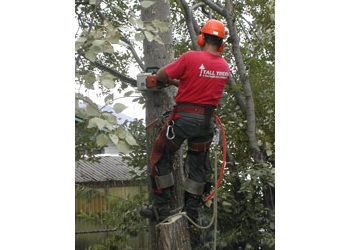 3 Best Tree Services in Anchorage, AK - Expert Recommendations