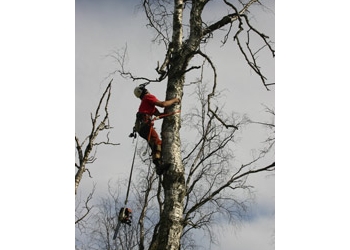 3 Best Tree Services in Anchorage, AK - Expert Recommendations