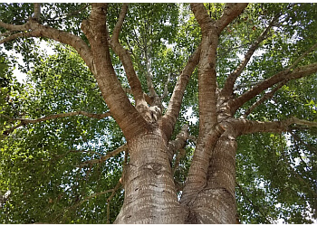 3 Best Tree Services in Houston, TX - Expert Recommendations