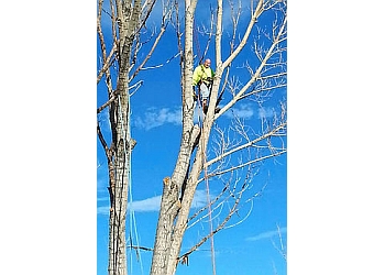 3 Best Tree Services in Reno, NV - Expert Recommendations