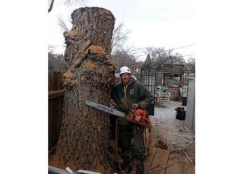 3 Best Tree Services in Reno, NV - Expert Recommendations