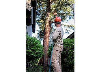 3 Best Tree Services in Sacramento, CA - Expert Recommendations