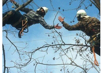 3 Best Tree Services in Midland, TX - Expert Recommendations