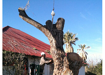 3 Best Tree Services in Midland, TX - Expert Recommendations