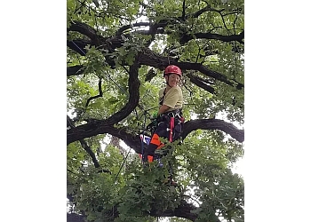 3 Best Tree Services in Norman, OK - Expert Recommendations