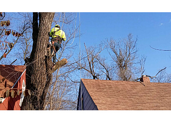3 Best Tree Services in Kansas City, MO - ThreeBestRated