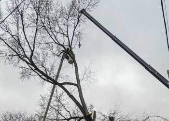 3 Best Tree Services in Indianapolis, IN - Expert Recommendations