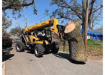 3 Best Tree Services in Jackson, MS - Expert Recommendations
