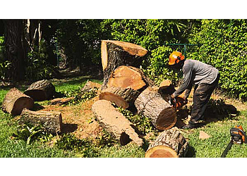 3 Best Tree Services in Miami, FL - Expert Recommendations