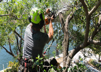 3 Best Tree Services in Miami, FL - Expert Recommendations