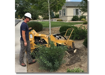 3 Best Tree Services in Reno, NV - Expert Recommendations