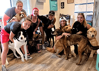 3 Best Dog Walkers in Boston, MA - Expert Recommendations