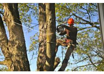 3 Best Tree Services in Washington, DC - Expert Recommendations