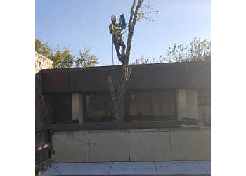 3 Best Tree Services in Wichita, KS - ThreeBestRated