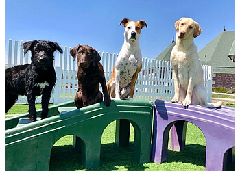 3 Best Dog Training in Tulsa, OK - Expert Recommendations