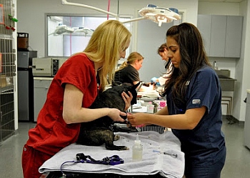 3 Best Veterinary Clinics in New York City, NY - Expert Recommendations