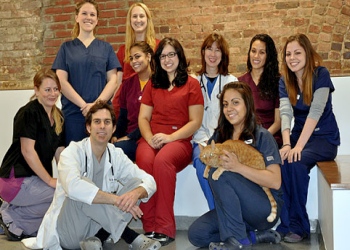 3 Best Veterinary Clinics in New York City, NY - Expert Recommendations