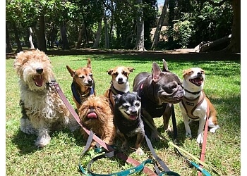 3 Best Dog Walkers in Los Angeles, CA - Expert Recommendations